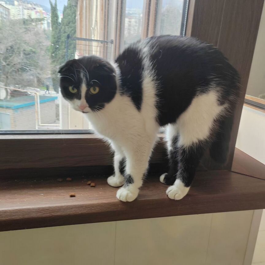Котенок девочка 4.5 месяца