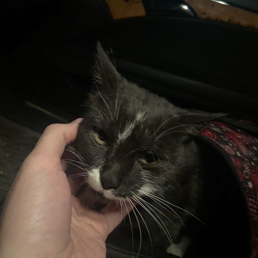 Кошечка в добрые руки