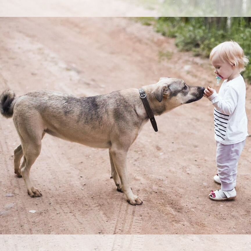 Собака в добрые руки