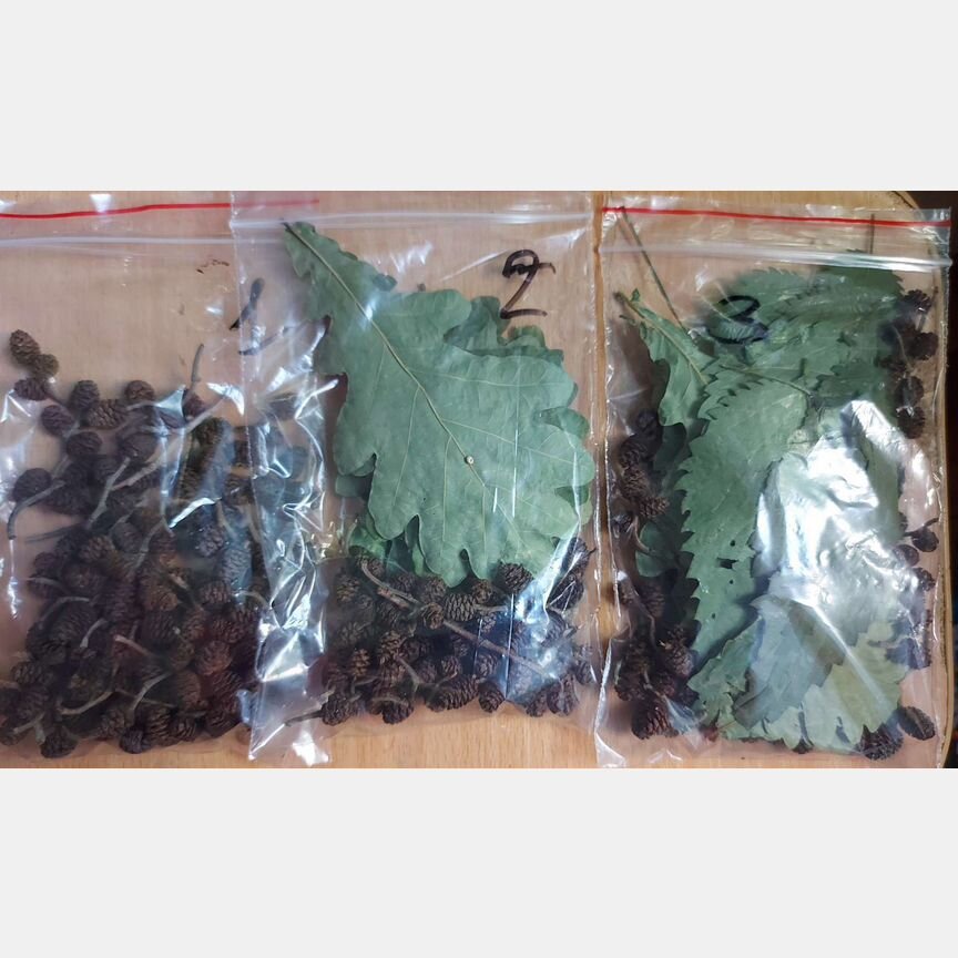 Шишки ольховые,еловые,сосновые