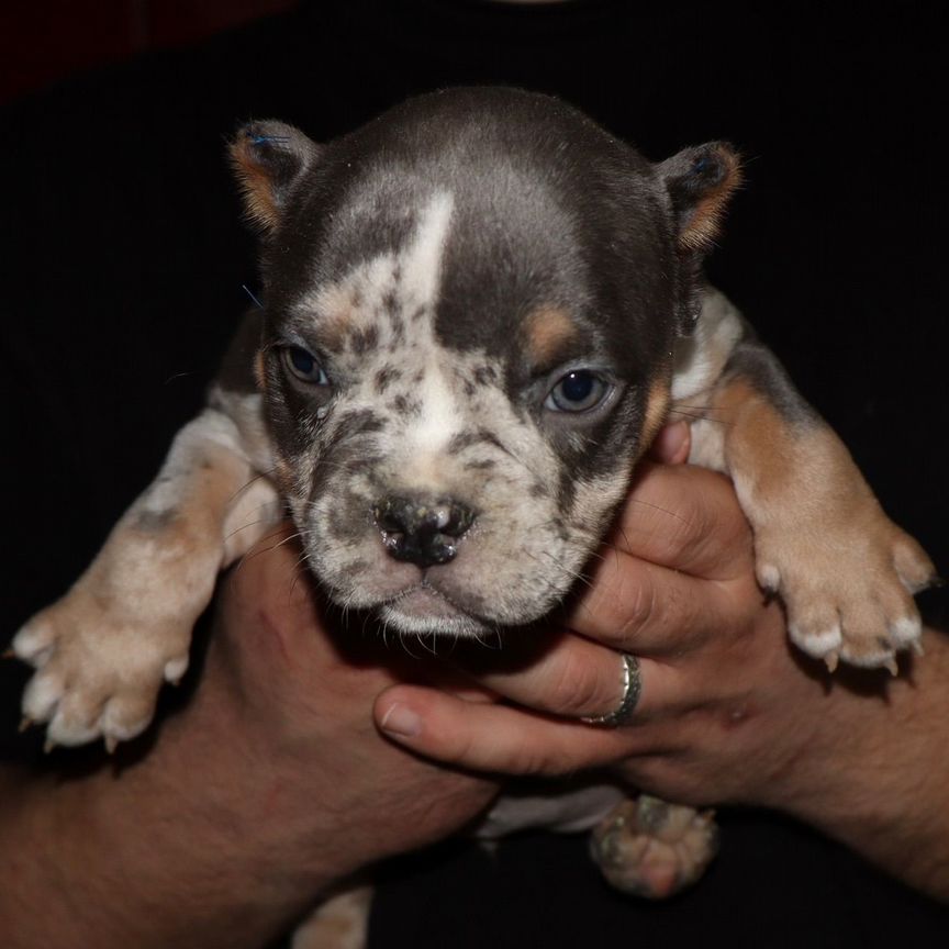 Американский булли, щенок