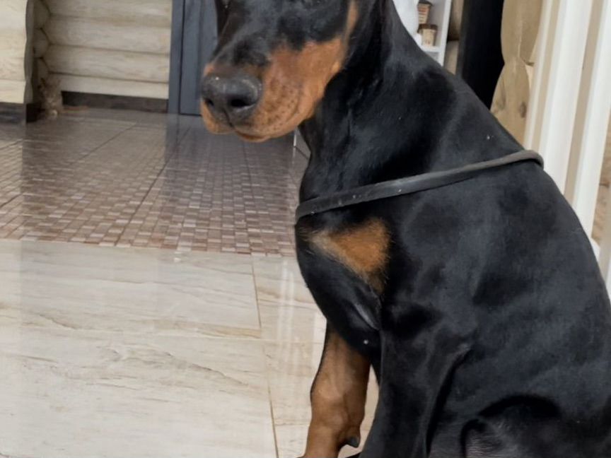 Девочка добермана с документами РКФ