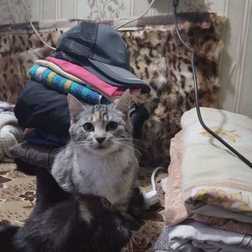 Очень требуется дом для кошечек