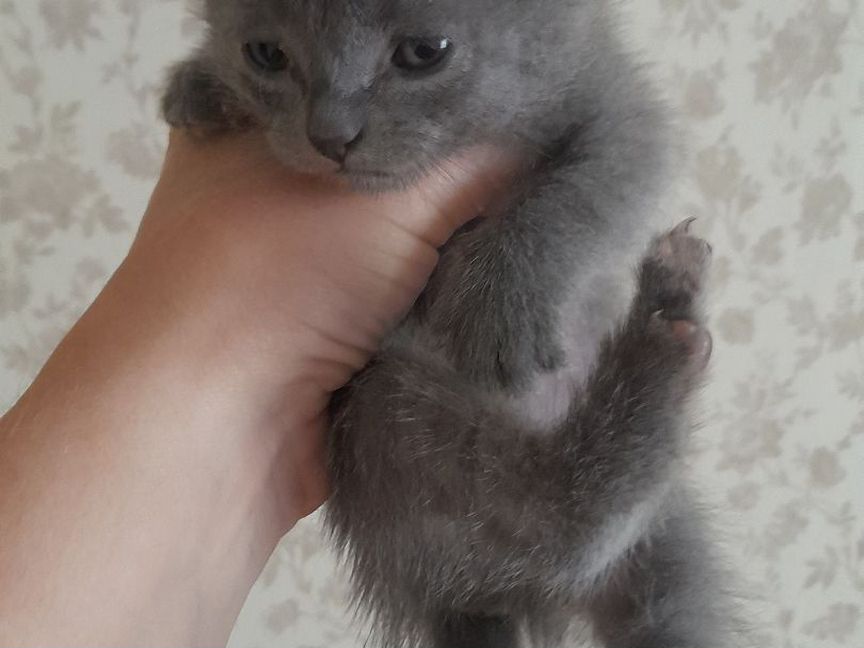 Отдам в добрые руки вислоухие котята
