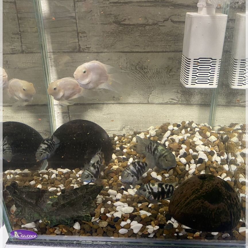 Аквариумные рыбки