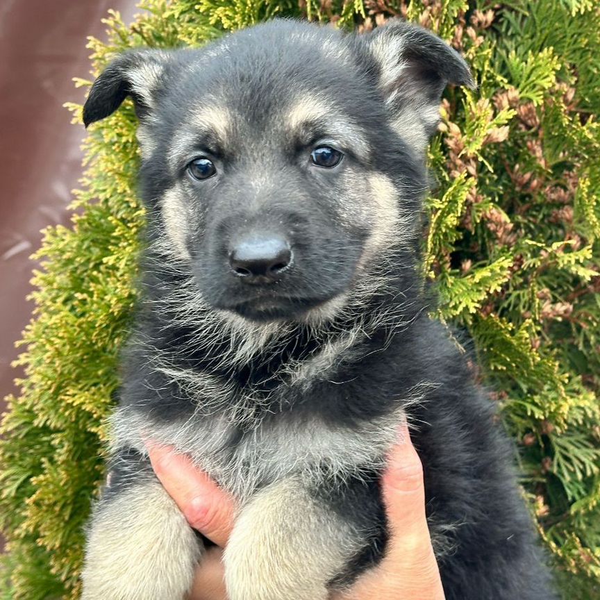 Немецкая овчарка, щенок