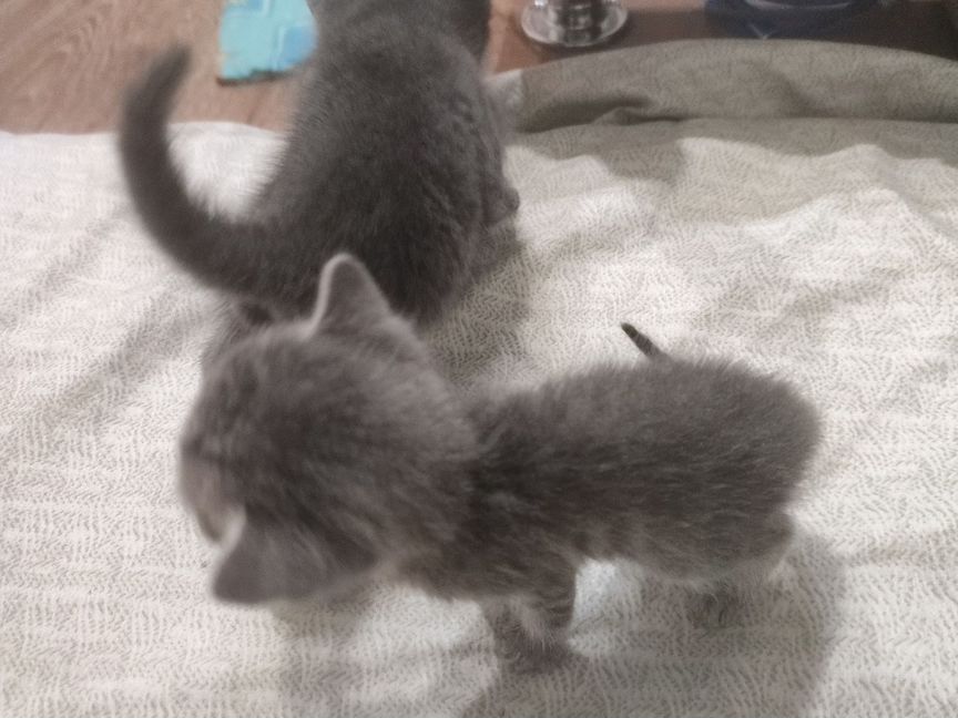 Котята помесь