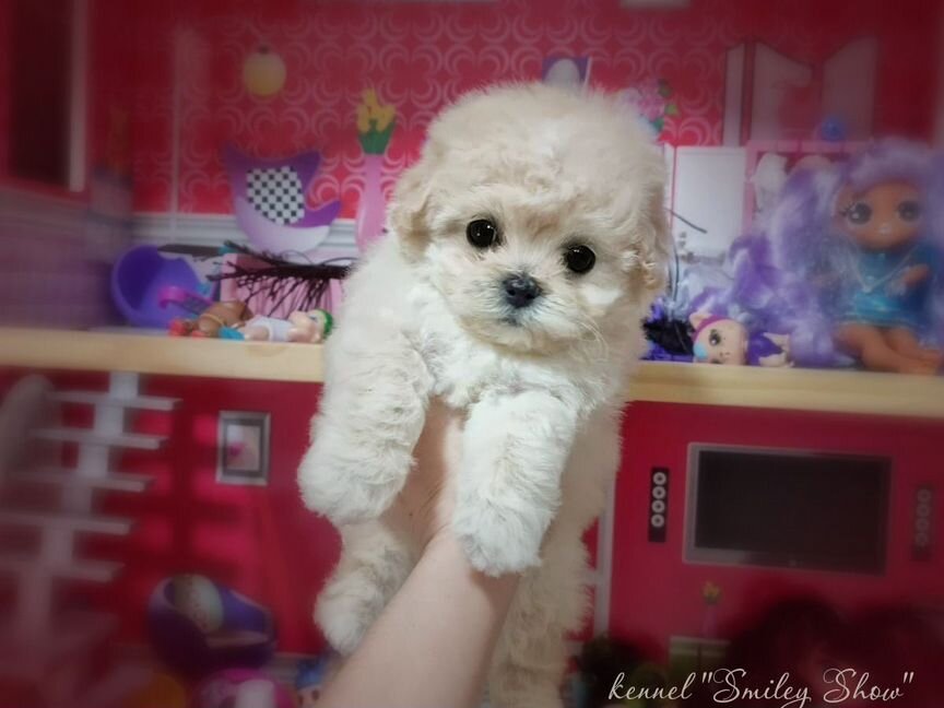 Maltipoo F1 мини, карамель. Видео