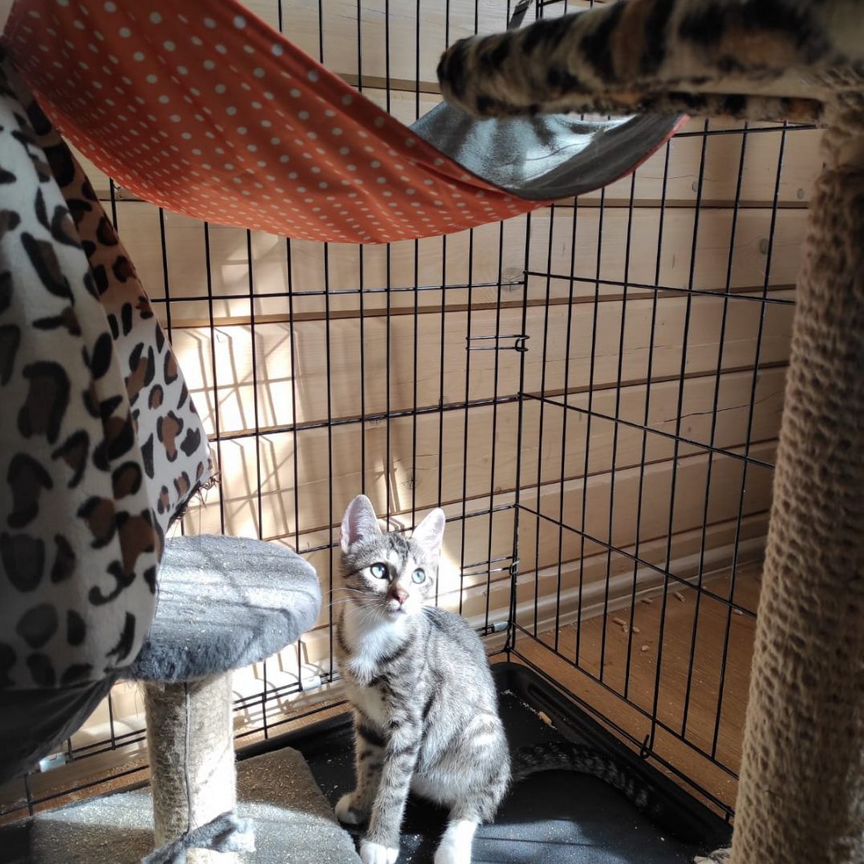 Котенок Мальчик в надёжные ручки где будут любить