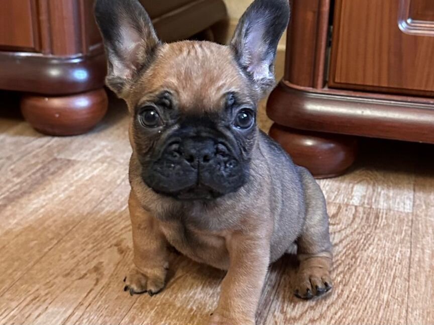 Французский бульдог щенки