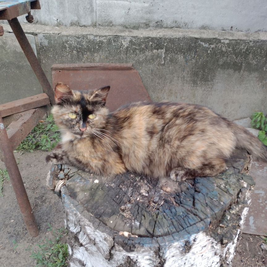 Потeрялаcь кошкa