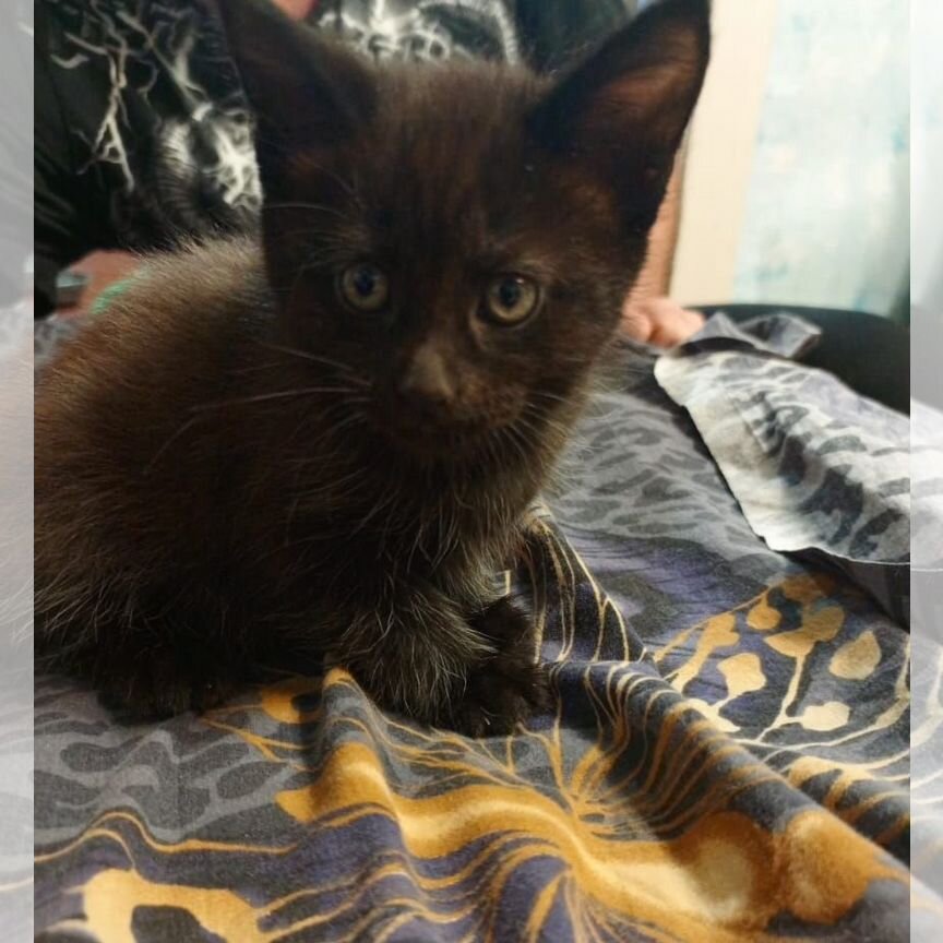 Котят бесплатно смесь майкуна