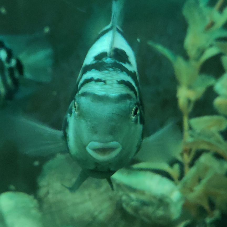 Цихлазома малек