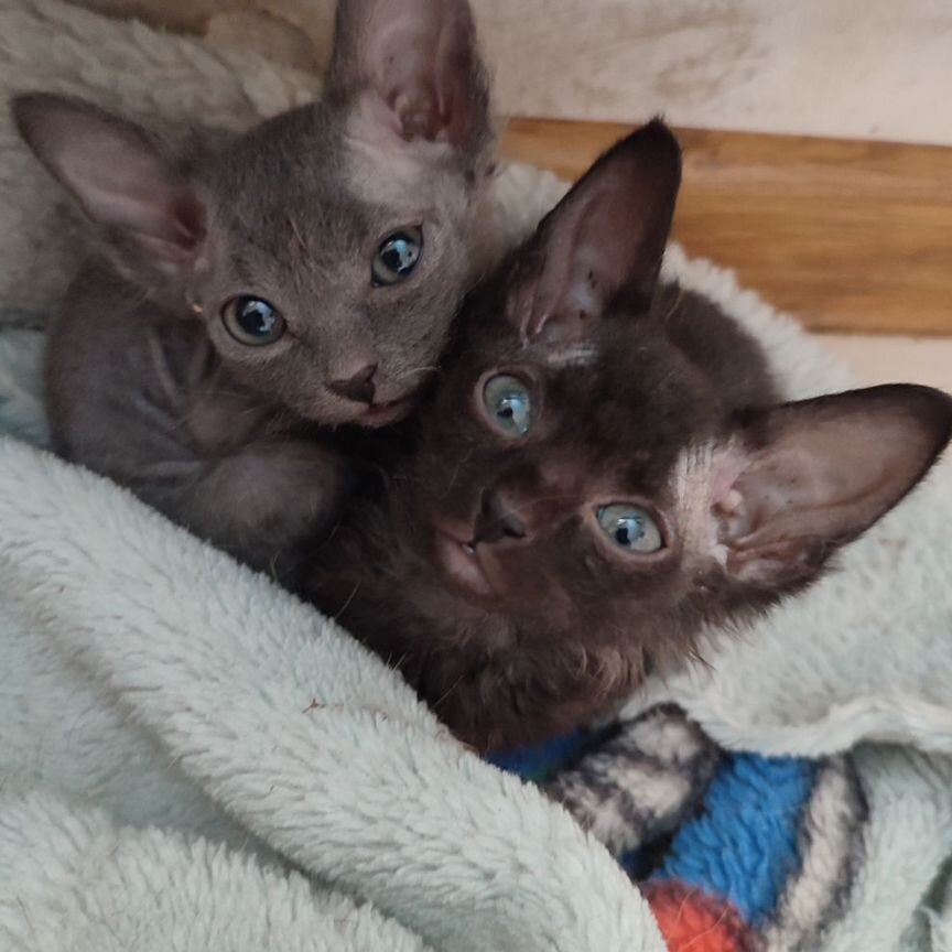 Котята короткошерстные