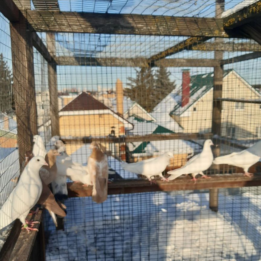 Голуби типплеры