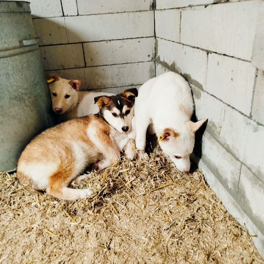 Щенки в добрые руки бесплатно