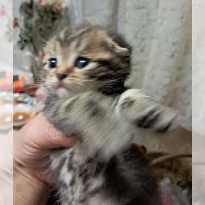 Шотландский вислоухий короткошёрстный котёнок
