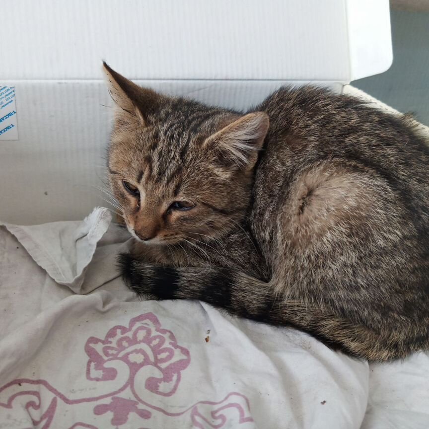 Котёнок бесплатно