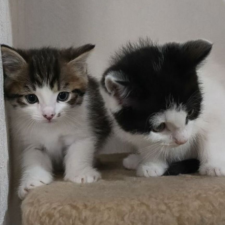 Шотландский вислоухий короткошёрстный котёнок