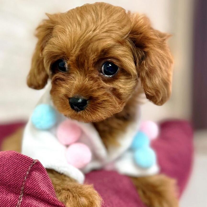 Мальтипу, щенок