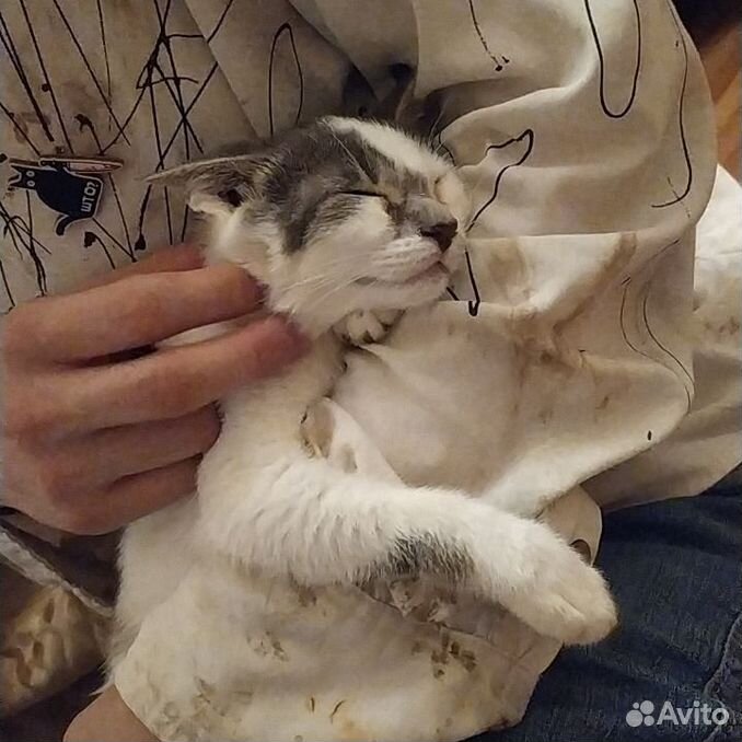 Котёнок ищет человека с добрыми ручками