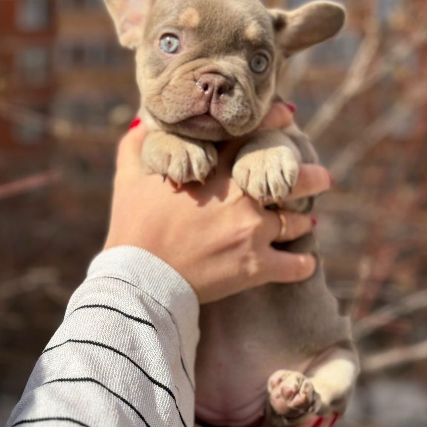 Французский бульдог щенки изабелла