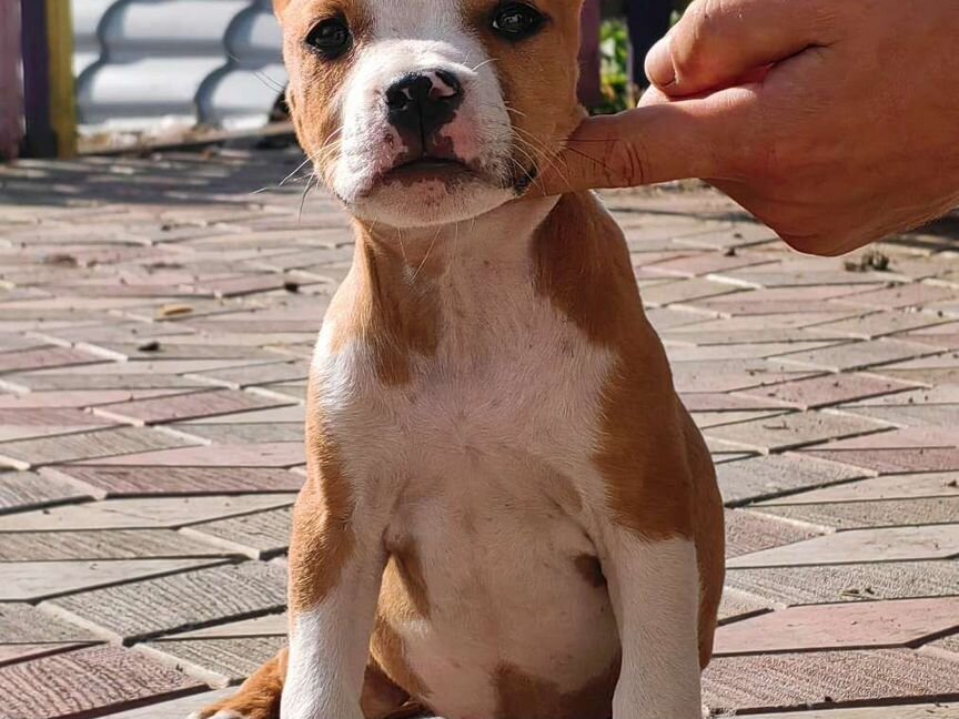 Стаффордширский терьер