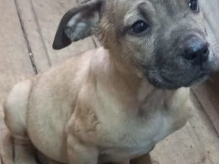 Продаются щенки