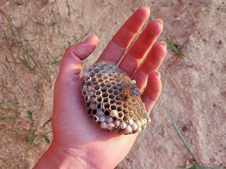 Осиное гнездо