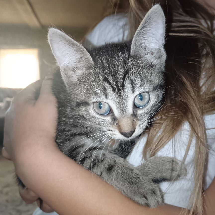 Отдам малышей