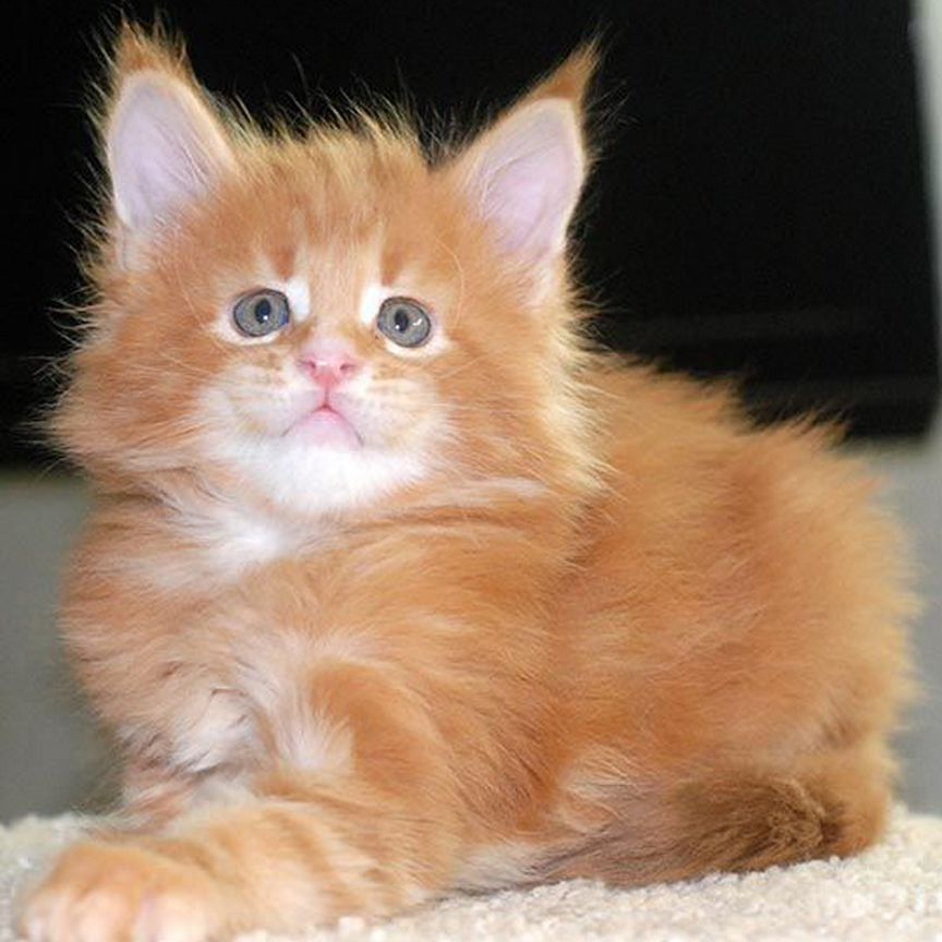 Мейн-кун котёнок