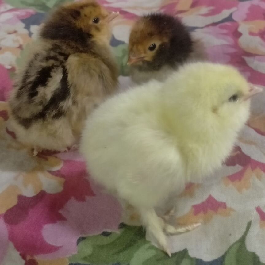 Цыплята Павловские