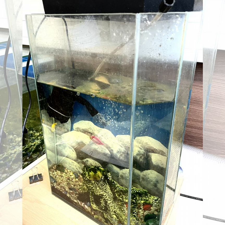 Аквариум с рыбками