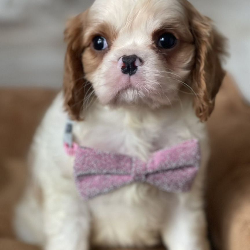 Кавалер мальчик