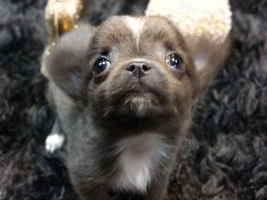 Мини мини чихуахуа