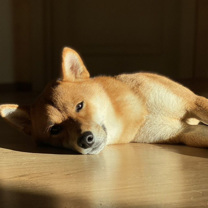 Вязка кобель Сиба ину