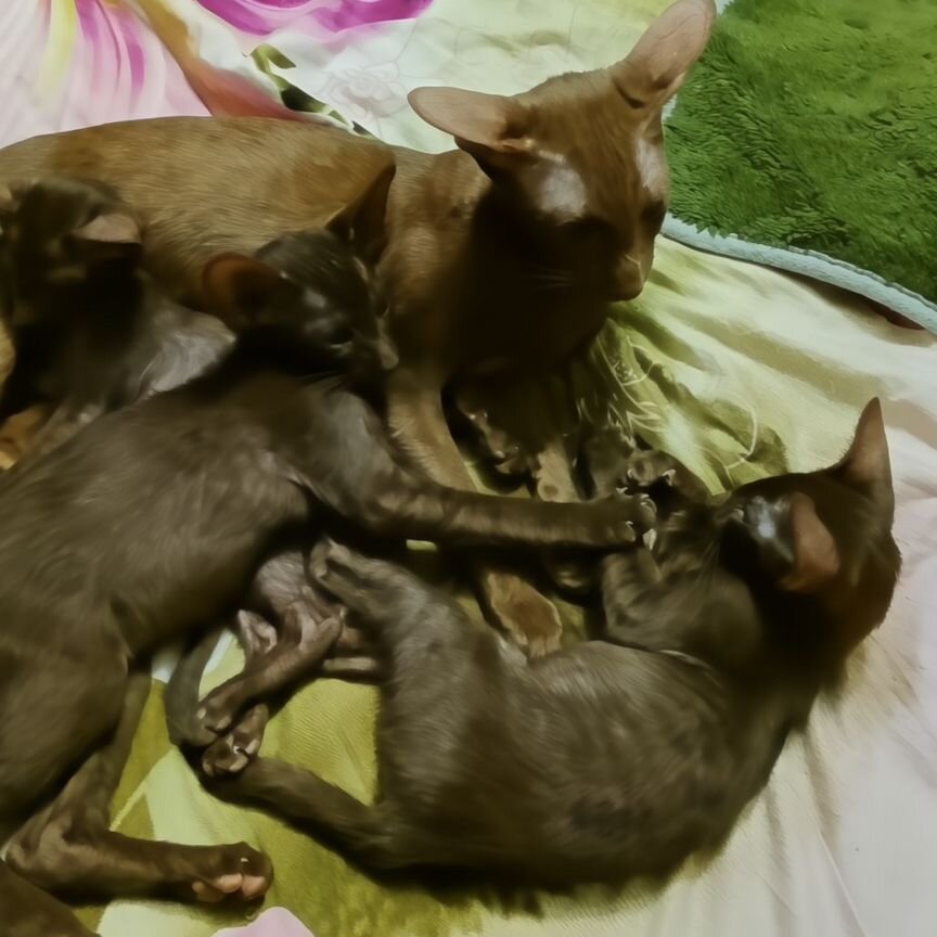 Ориентальный котёнок