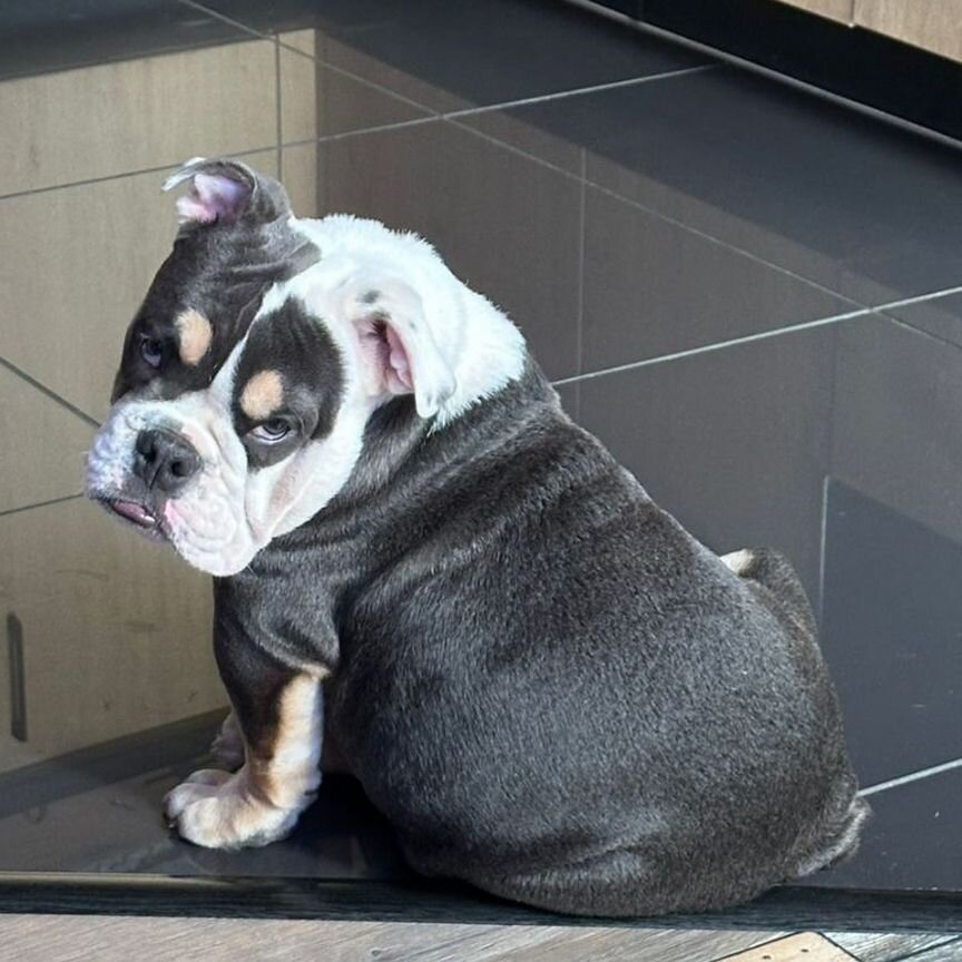 Английский бульдог, щенок