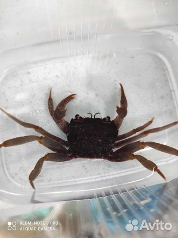 Краб пантера