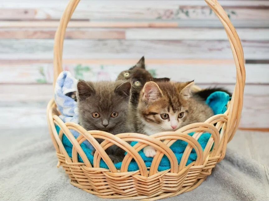 Котята 1,5 мес ищут дом