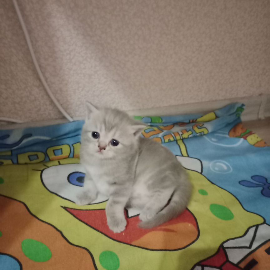 Шатланские котята