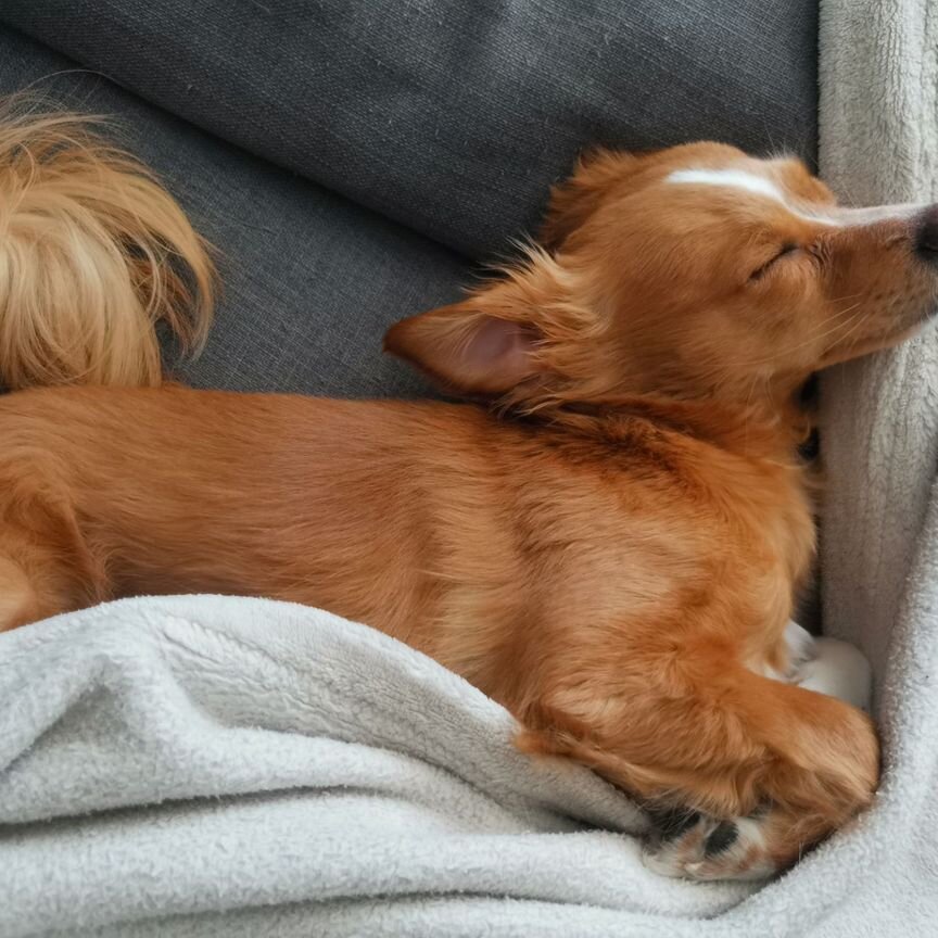 Фокс ищет семью