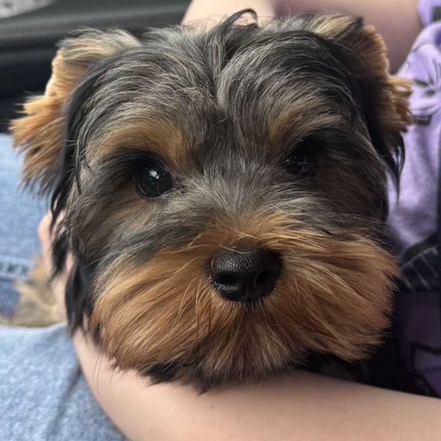 Йоркширский терьер, щенок