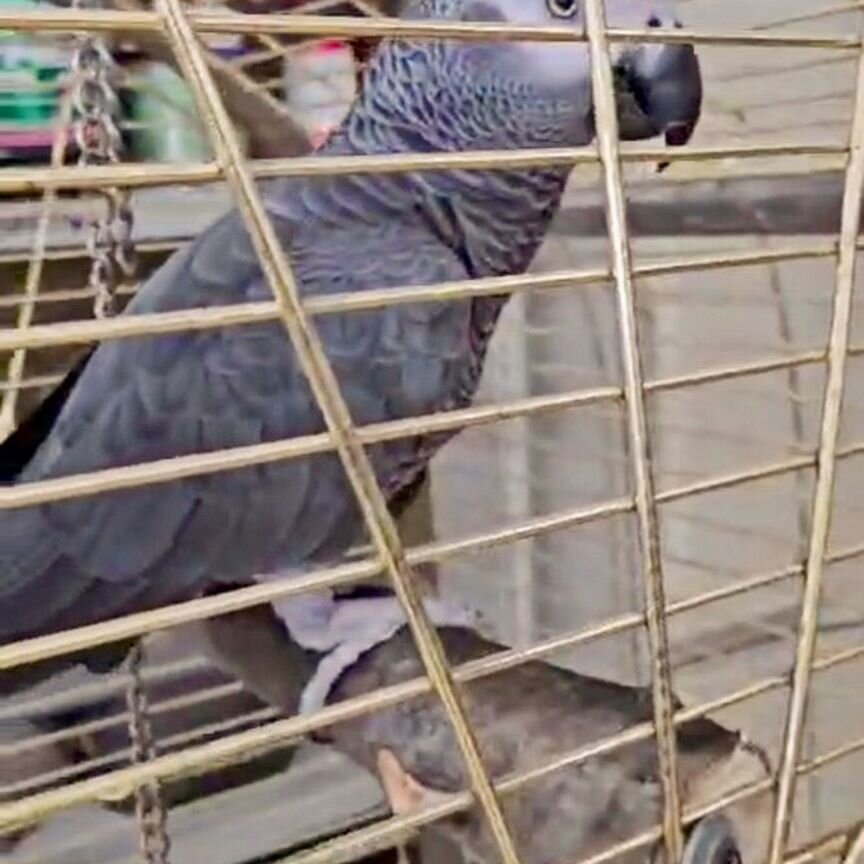 Клетка для крупного попугая