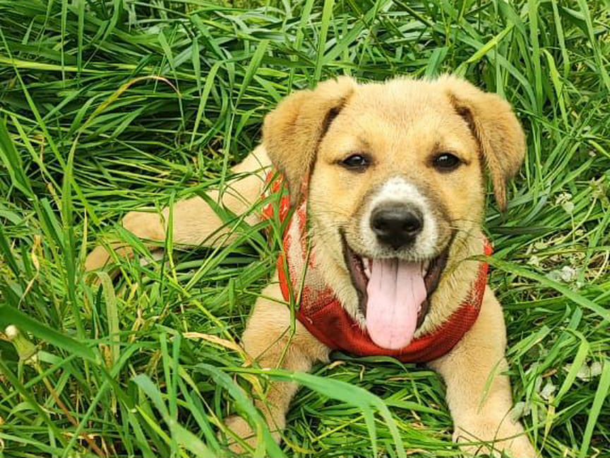 Щенок в добрые руки