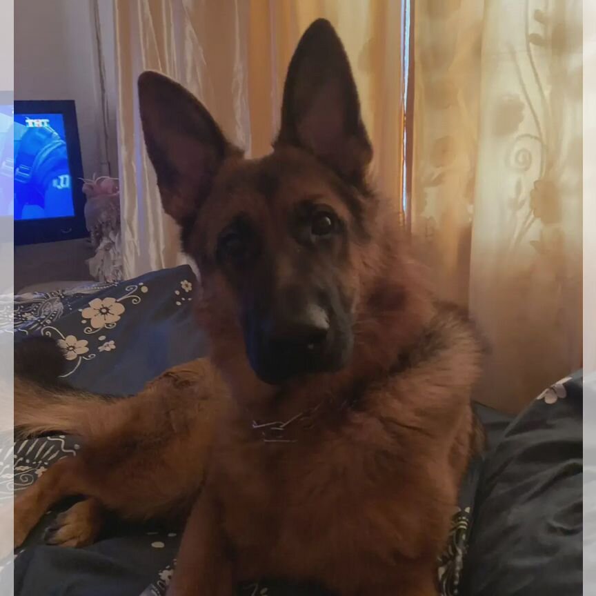 Немецкая овчарка, взрослая собака