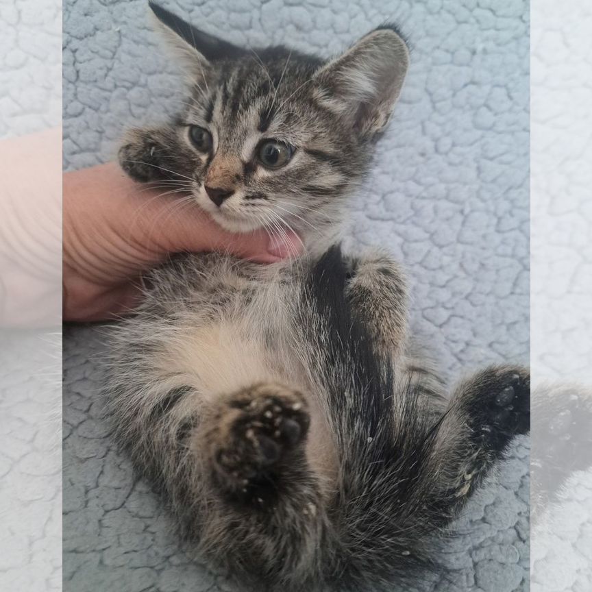 Котенок девочка полосатая ищет дом