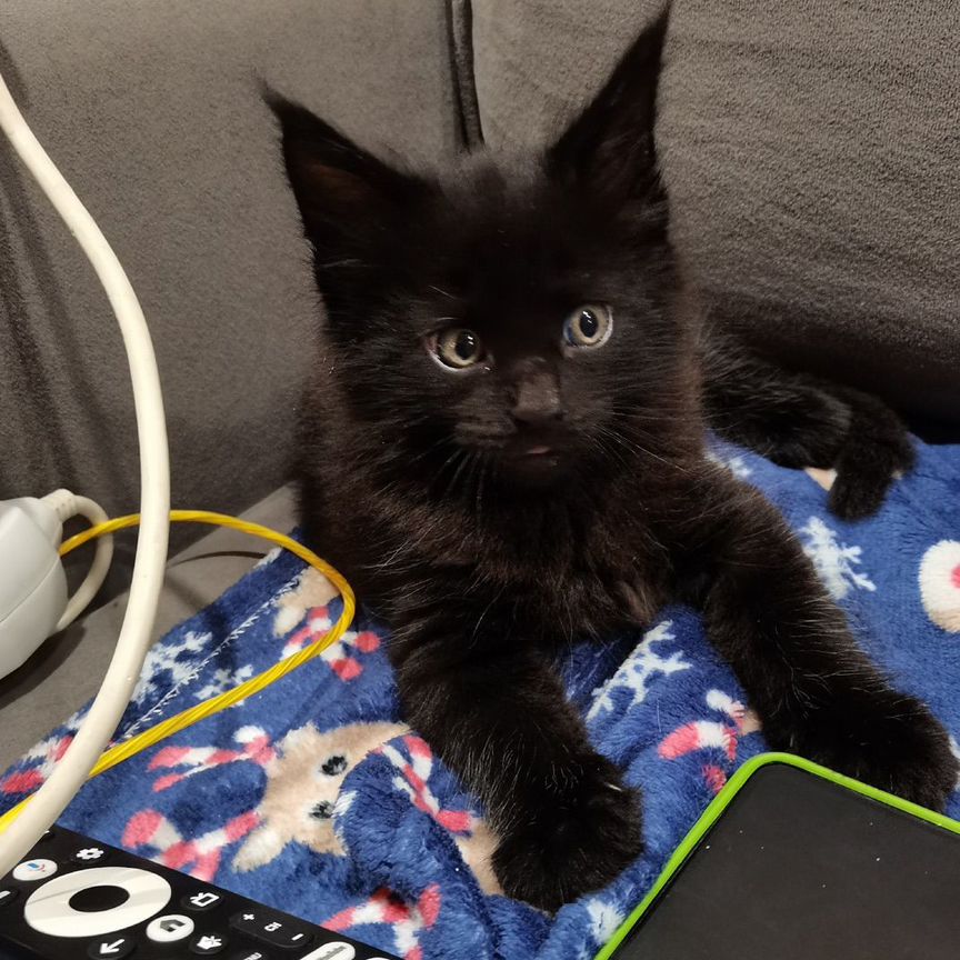 Мейн-кун котёнок