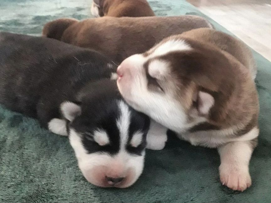 Щенки сибирской хаски