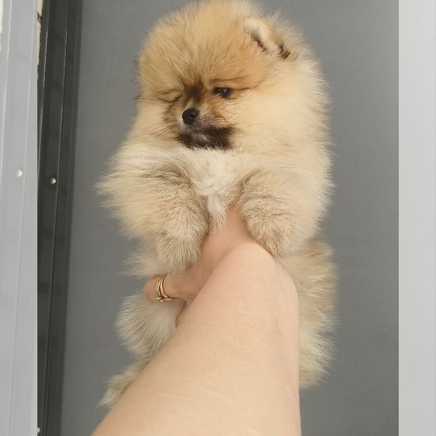 Померанский шпиц, щенок